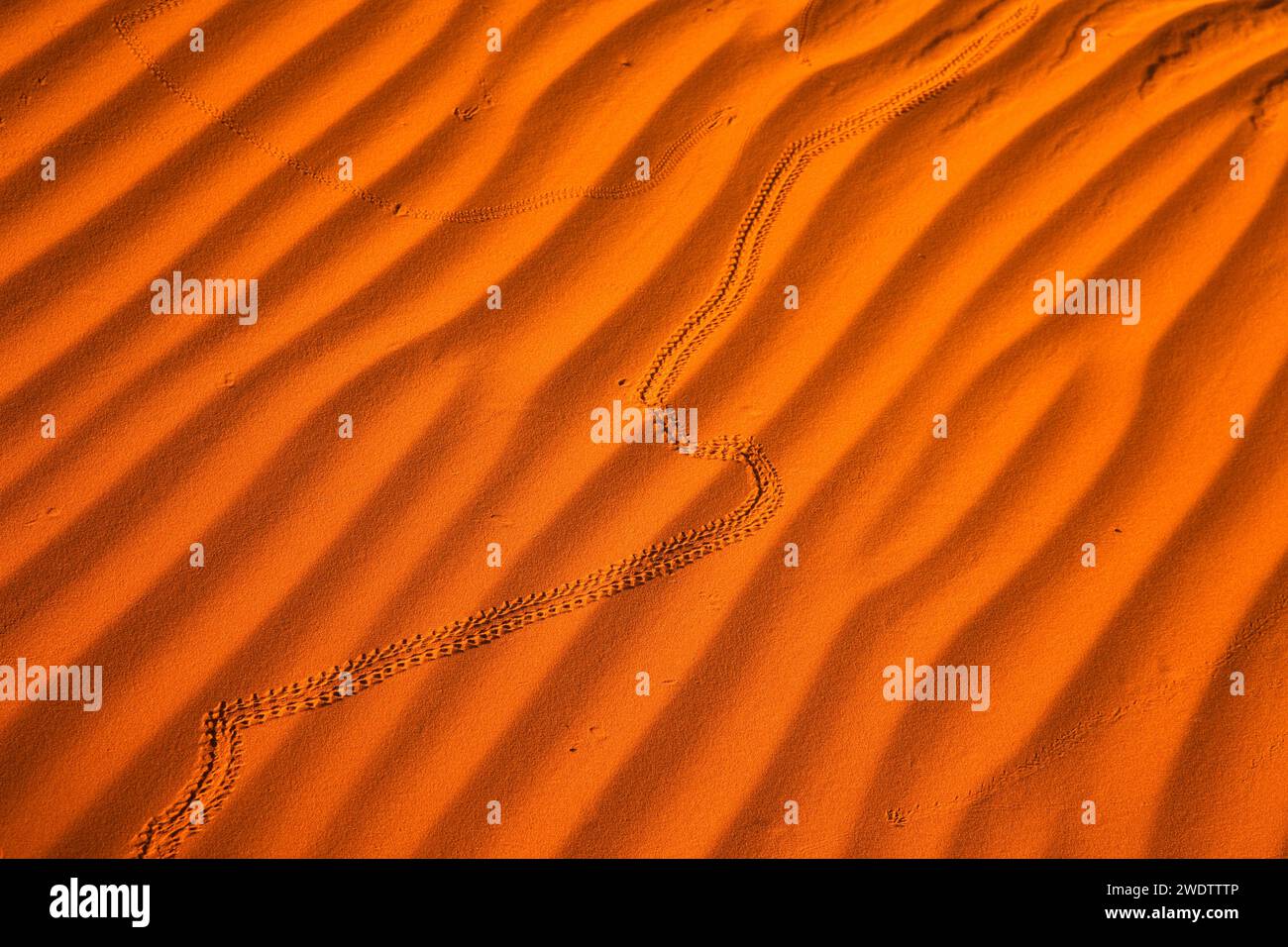 Beetle tracks in the red sand dunes in the Monument Valley Navajo ...