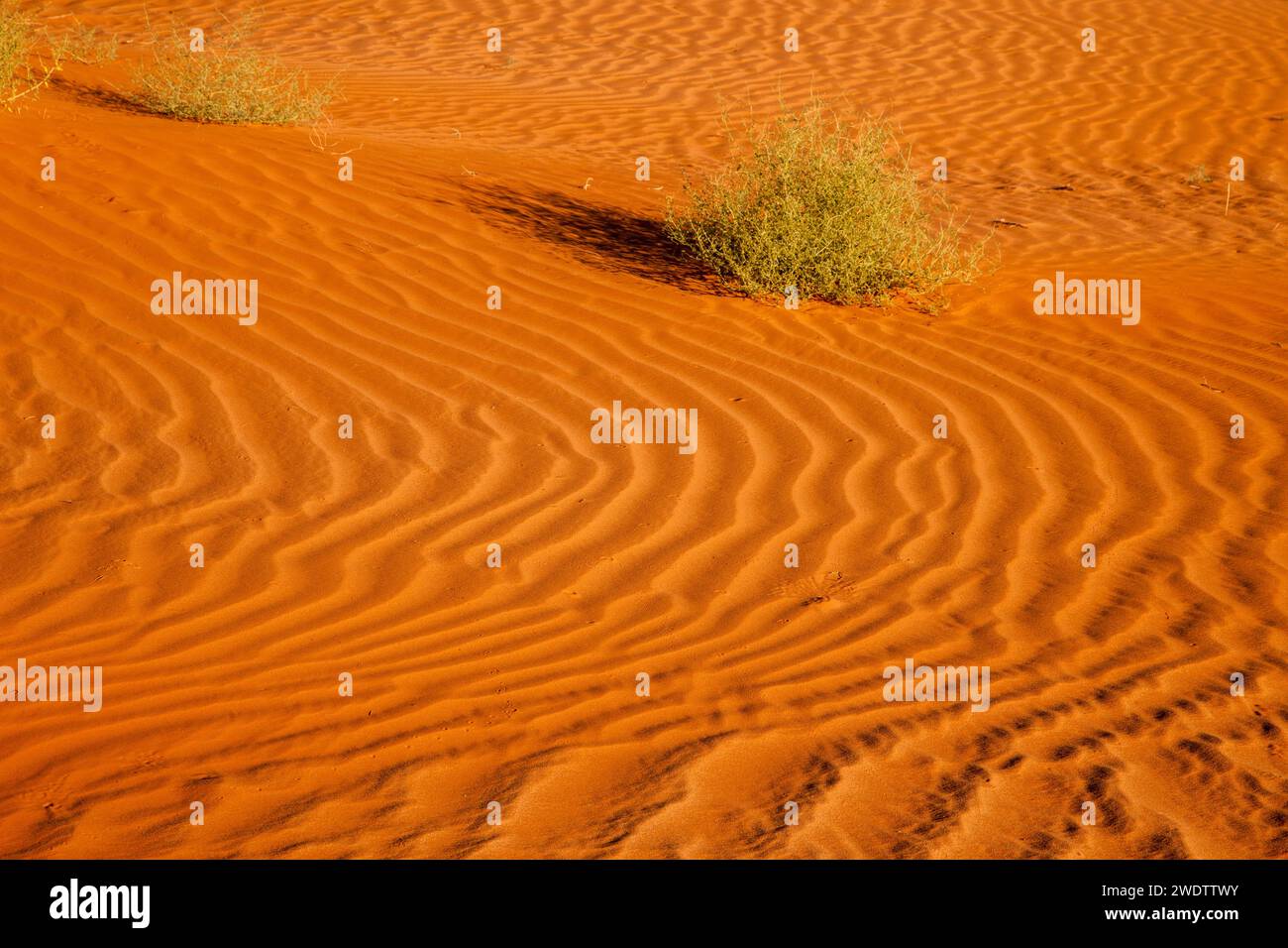 A tumbleweed in the rippled sand dunes in the Monument Valley Navajo ...