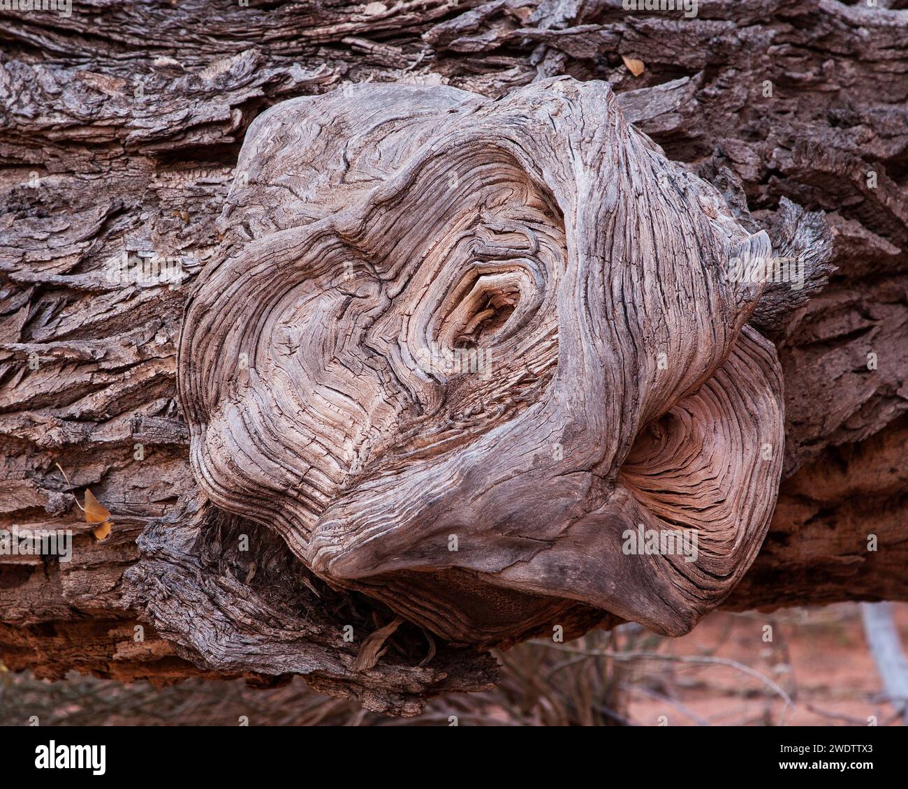 A growth on the branch of a pine tree in the Monument Valley Navajo ...