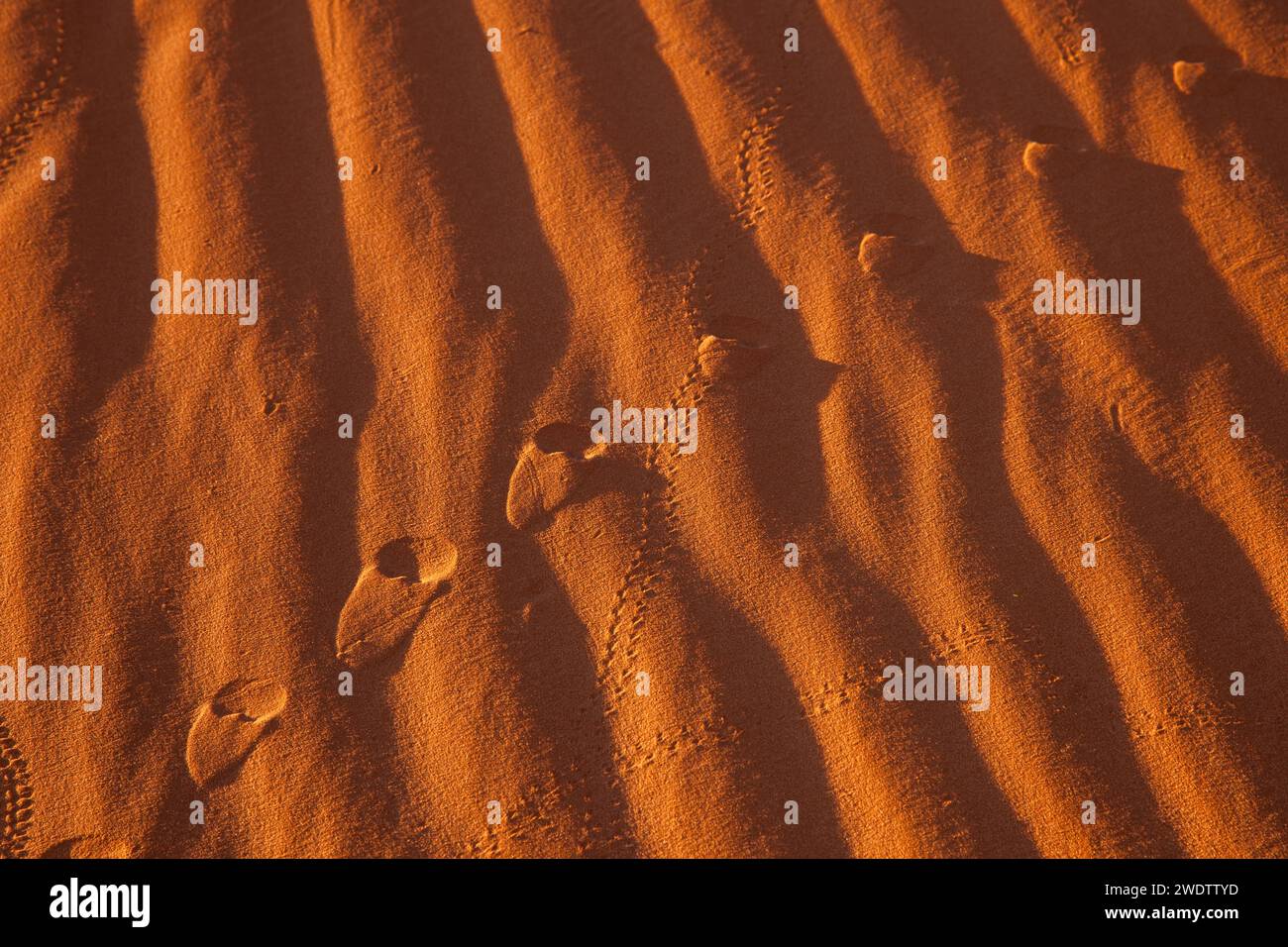 Fox and beetle tracks in the red sand dunes in the Monument Valley ...