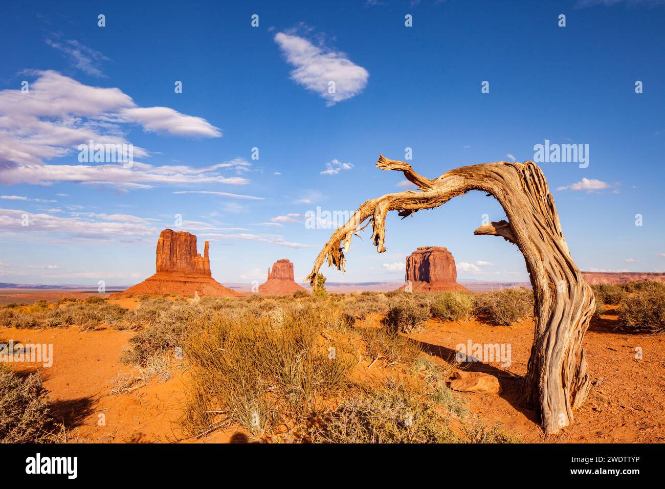 A dead tree frames Merrick Butte in the Monument Valley Navajo Tribal ...