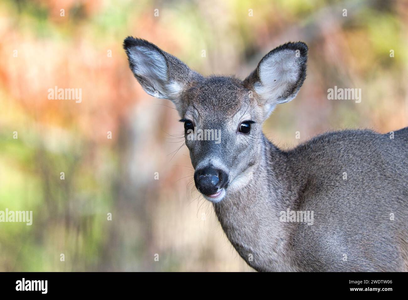 A portrait of a female white-tailed deer. Dover, Tennessee Stock Photo ...
