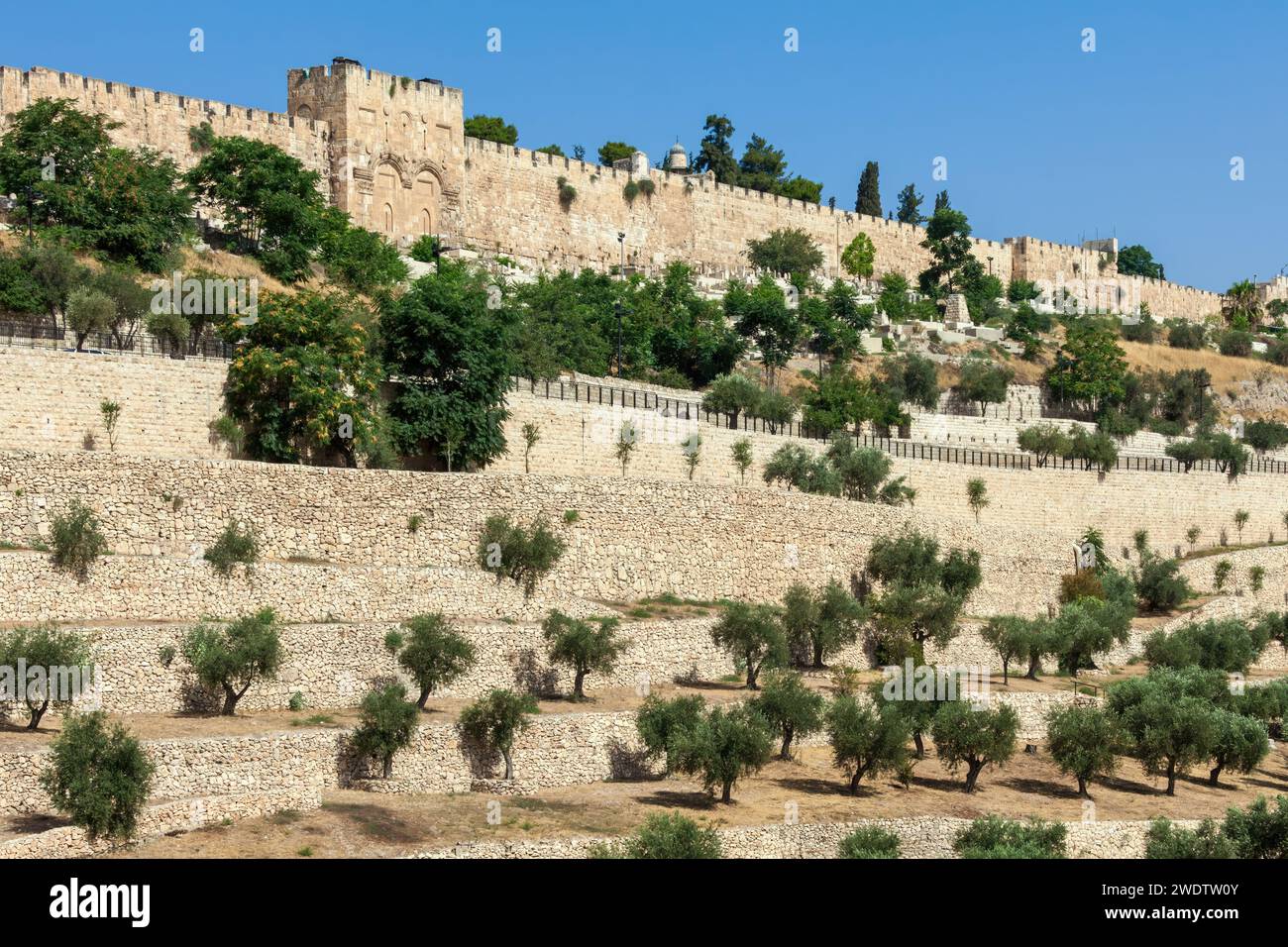 Plantation of the olive trees in front of ancient walls surrounding Old ...