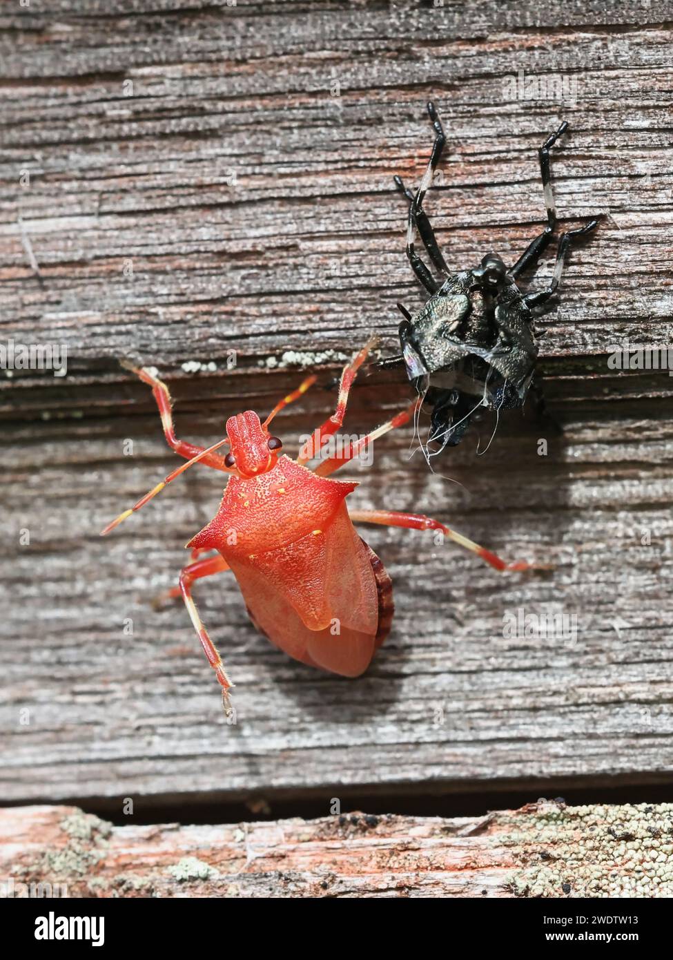 Freshly moulted red spined shieldbug, Picromerus bidens next to its ...