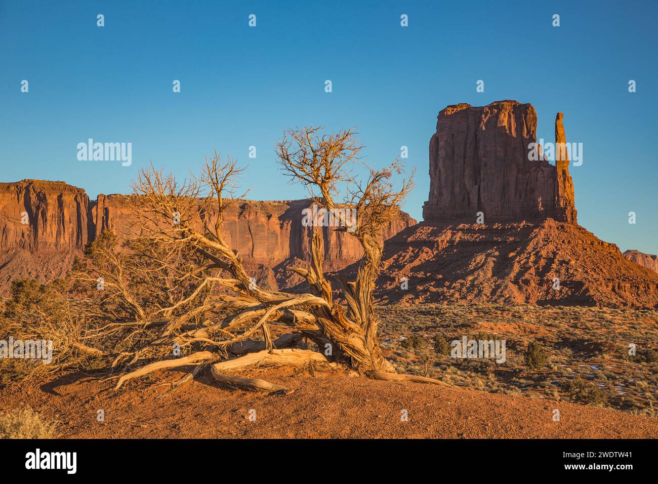 An ancient Utah juniper tree in front of the West Mitten in the ...