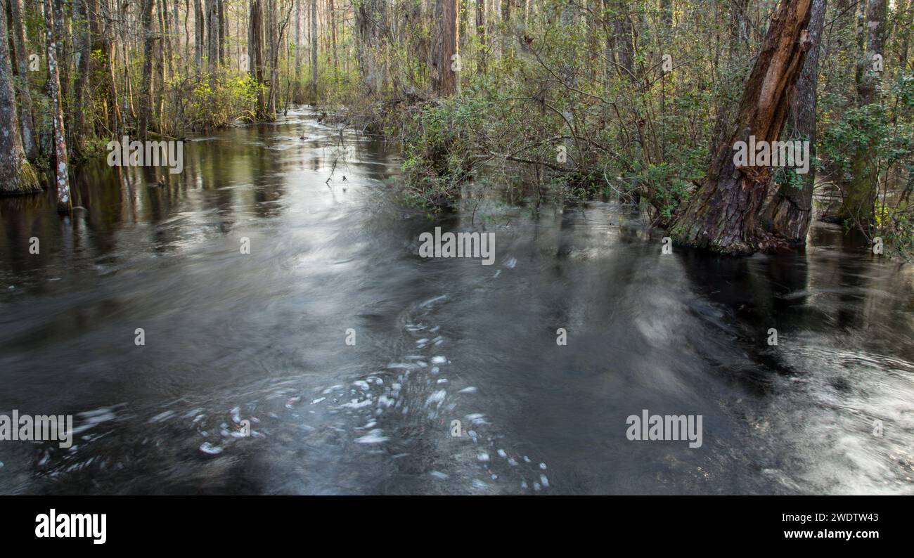 Water tupelo hi-res stock photography and images - Alamy