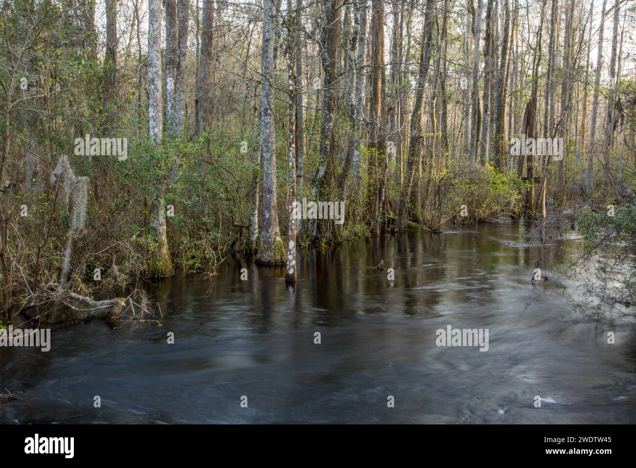 A forest of Water Tupelo Trees, Nyssa aquatica, in a swamp in the ...