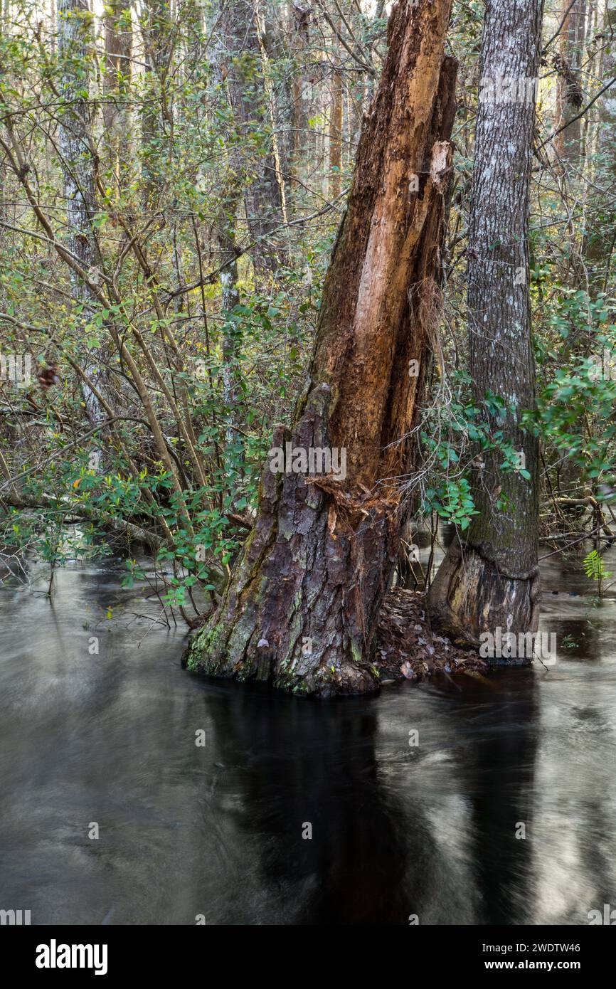 A forest of Water Tupelo Trees, Nyssa aquatica, in a swamp in the ...