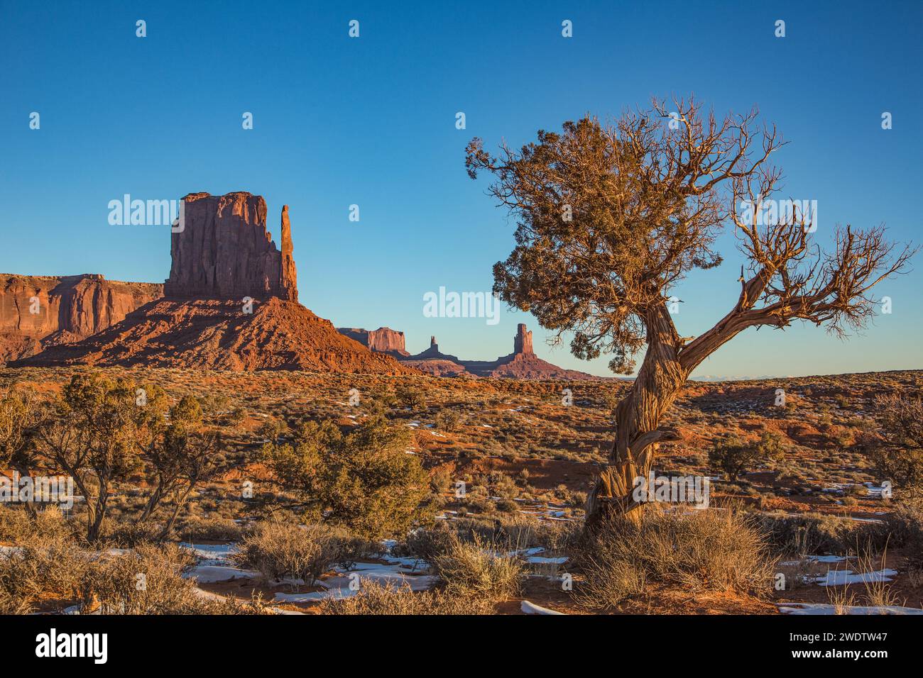 A Utah juniper tree in front of the West Mitten in the Monument Valley ...