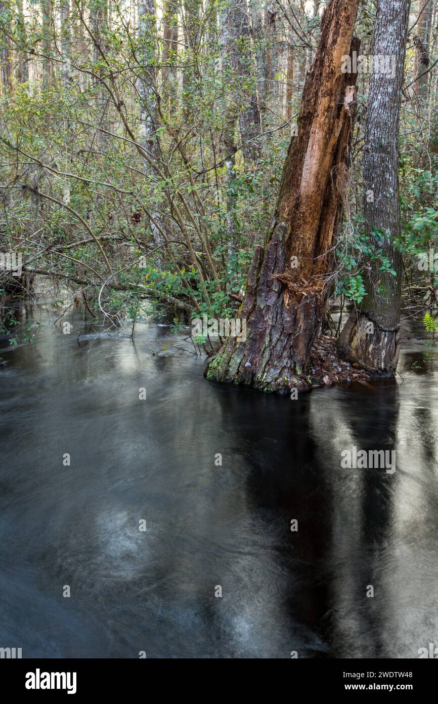 A forest of Water Tupelo Trees, Nyssa aquatica, in a swamp in the ...