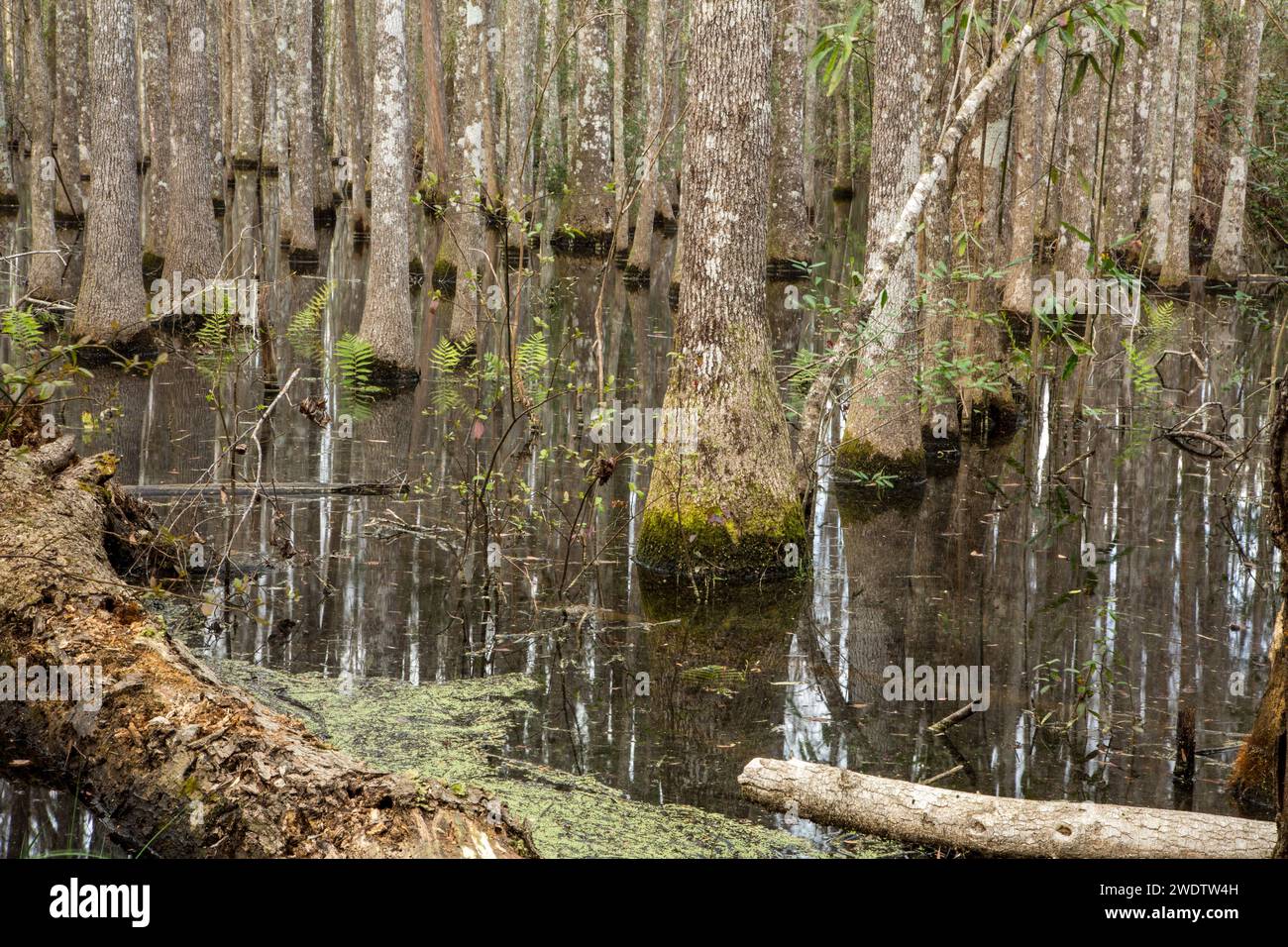 A forest of Water Tupelo Trees, Nyssa aquatica, in a swamp in the ...