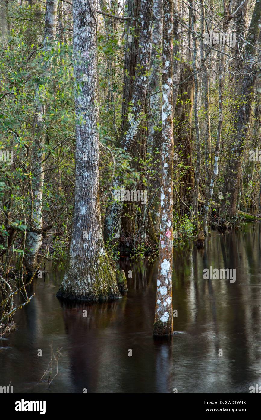 A forest of Water Tupelo Trees, Nyssa aquatica, in a swamp in the ...