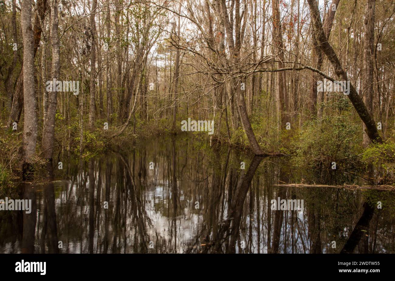 A forest of Water Tupelo Trees, Nyssa aquatica, in a swamp in the ...