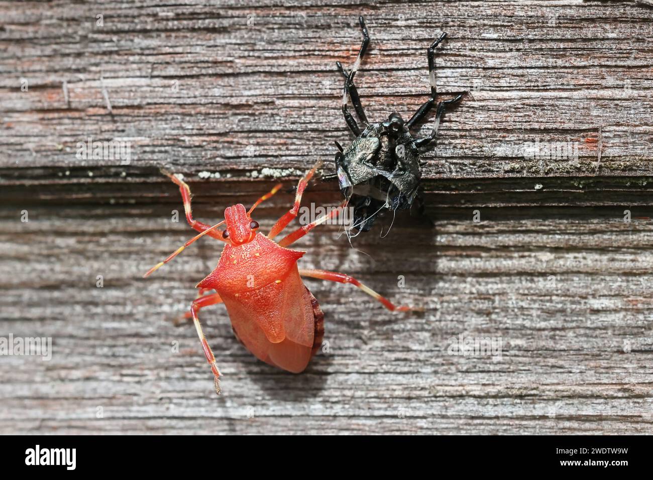 Freshly moulted red spined shieldbug, Picromerus bidens next to its ...