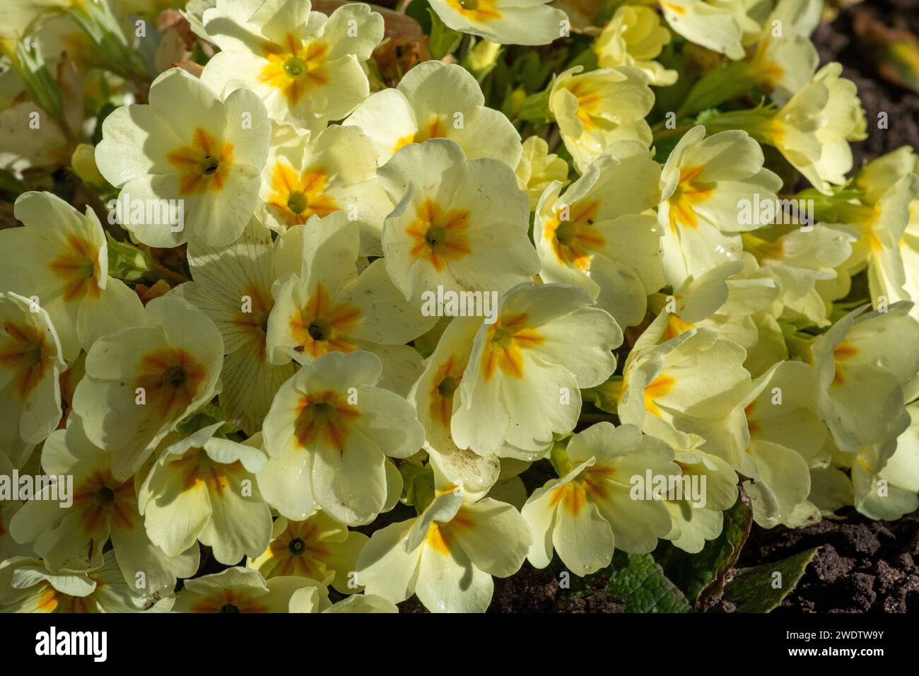 Cultivated Primrose - Primula vulgaris 'Cultivar Stock Photo - Alamy