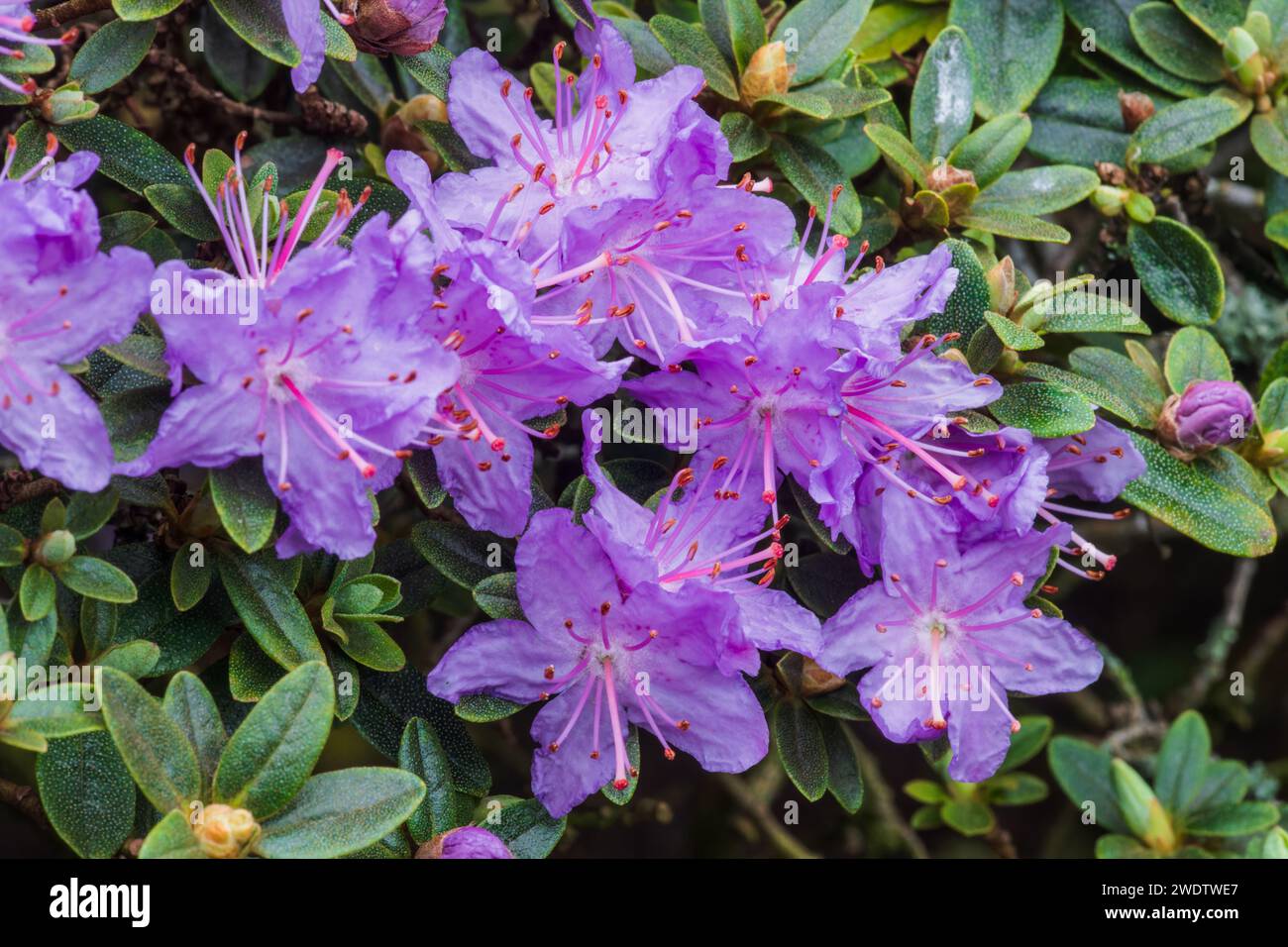 Rhododendron 'Praecox' (Rhododendron X praecox), flowers Stock Photo ...