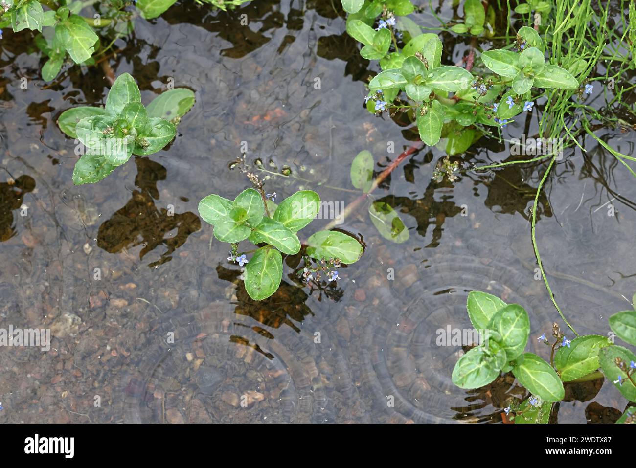 Veronica beccabunga, known as the European speedwell or brooklime, wild ...