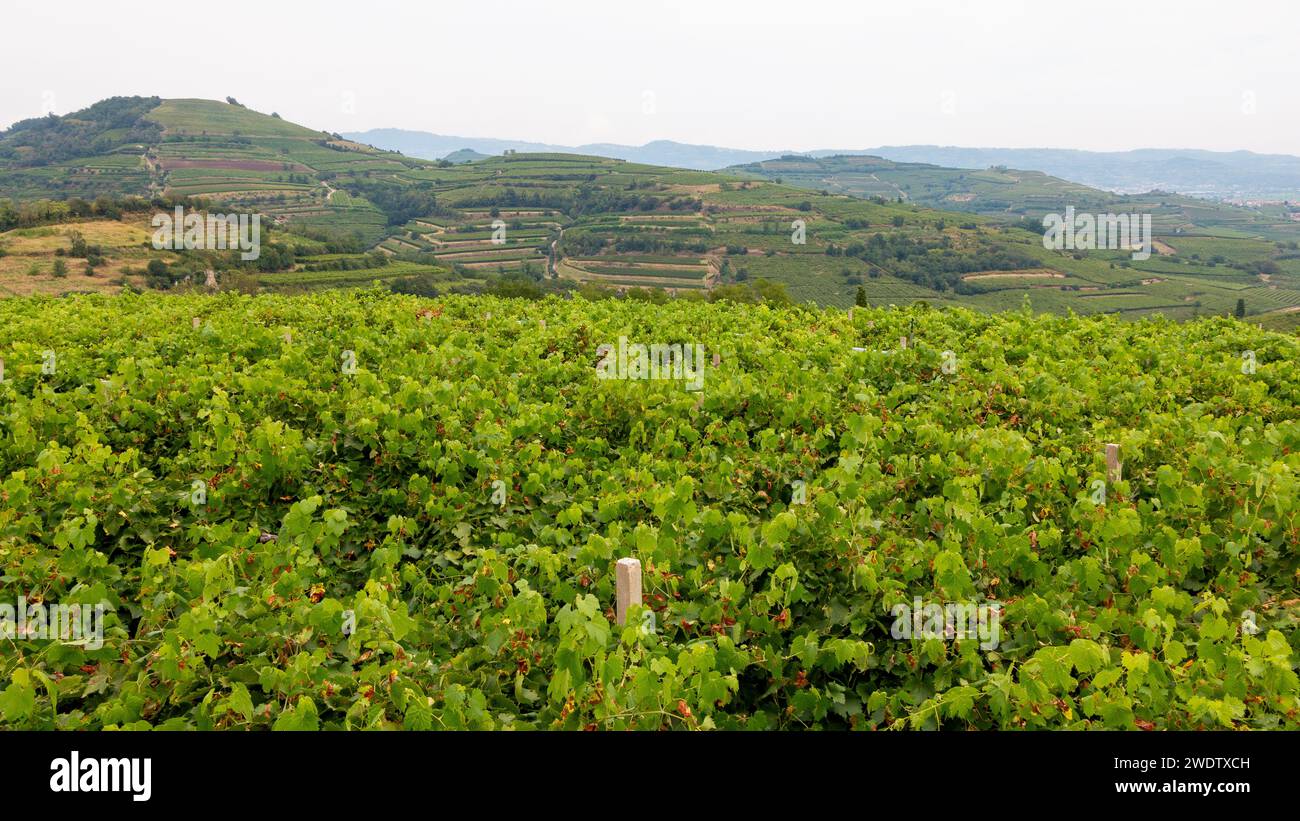 Soave hi-res stock photography and images - Alamy