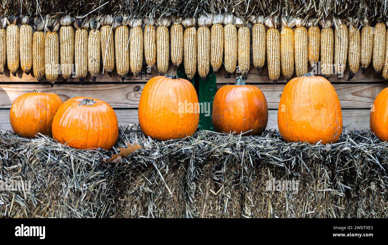 a composition of pumpkins made for the halloween party Stock Photo - Alamy