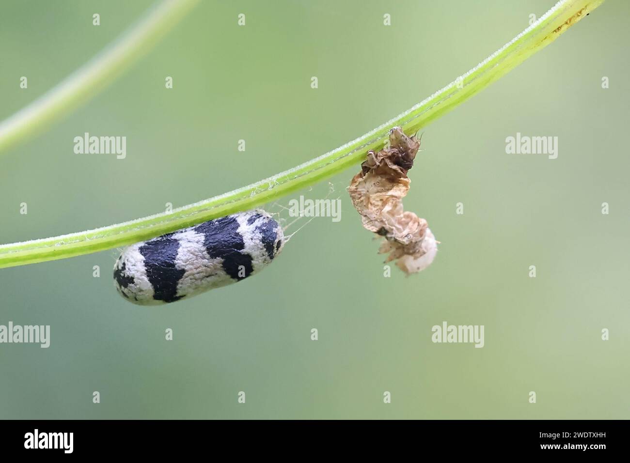 Cocoon of an Ichneumoid wasp (Campopleginae) and empty skin of a ...