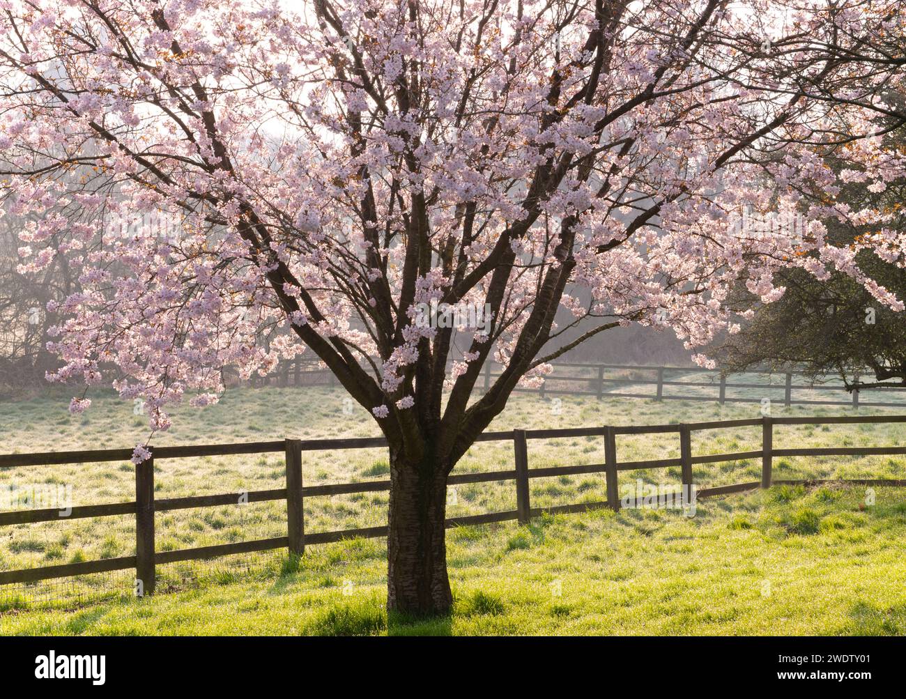 A Prunus tree flowering in a meadow Stock Photo - Alamy