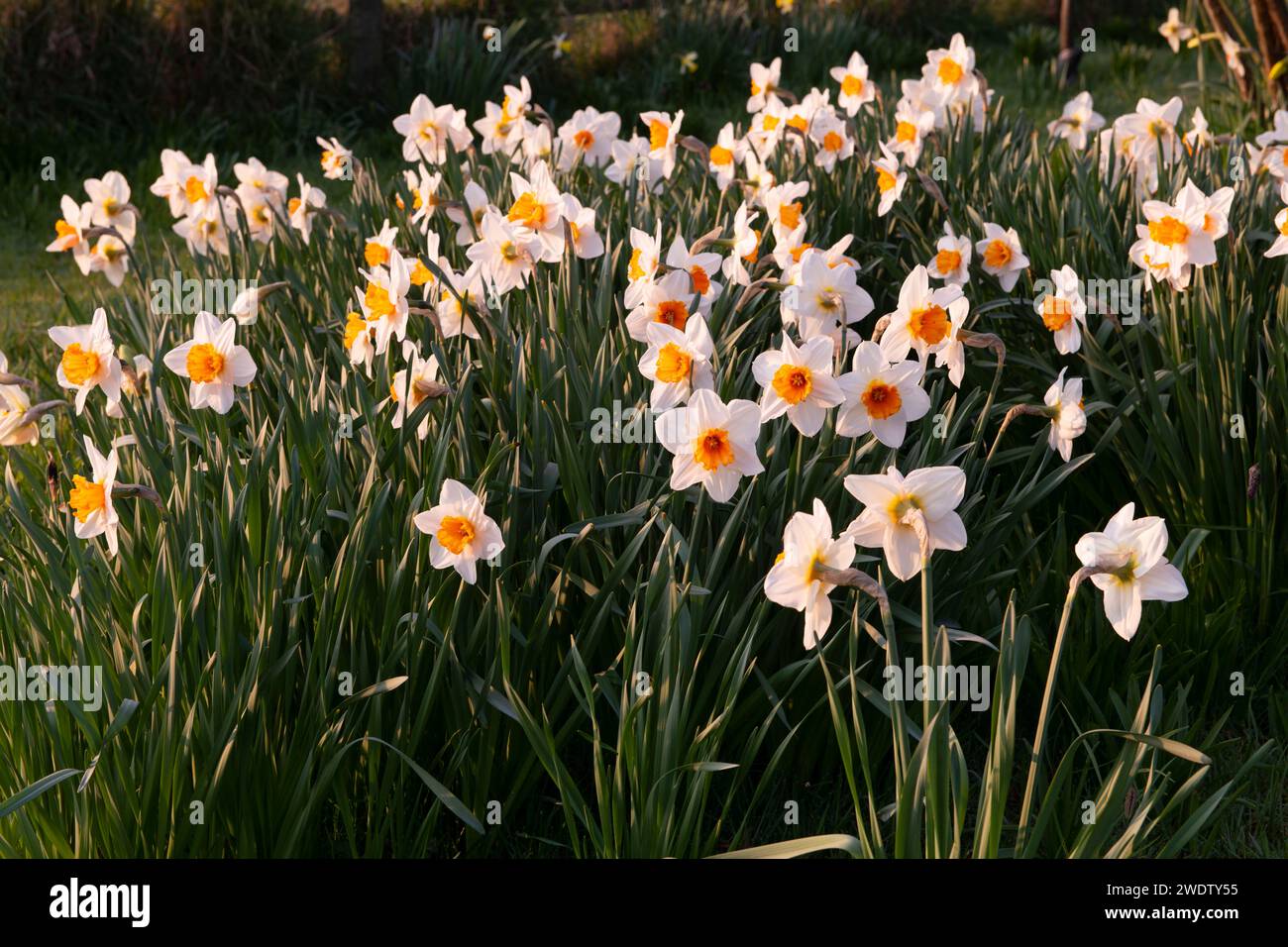 Narcissus with bright orange trumpets and white petals in a spring ...