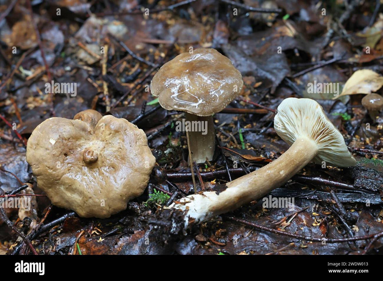 Lactarius fuliginosus, known as the sooty milkcap, wild mushroom from ...