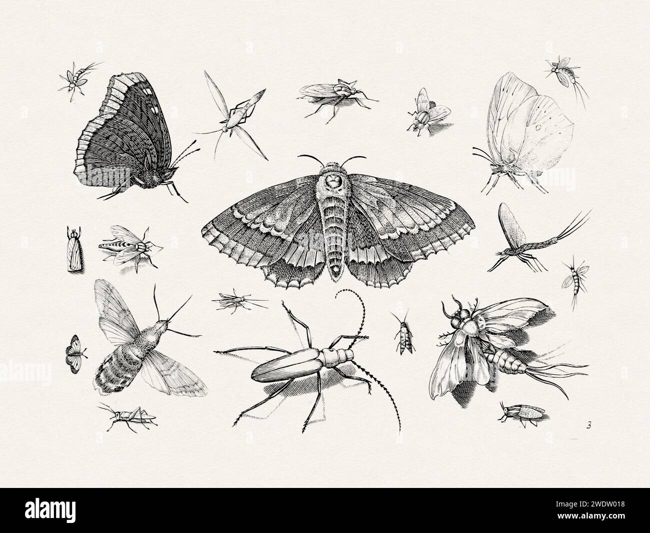 Antique Bugs Illustration: 17th-Century Insects by Jacob Hoefnagel ...