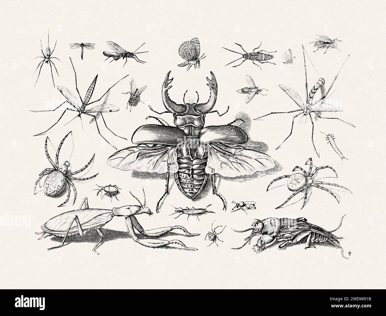 Antique Bugs Illustration: 17th-Century Insects by Jacob Hoefnagel ...