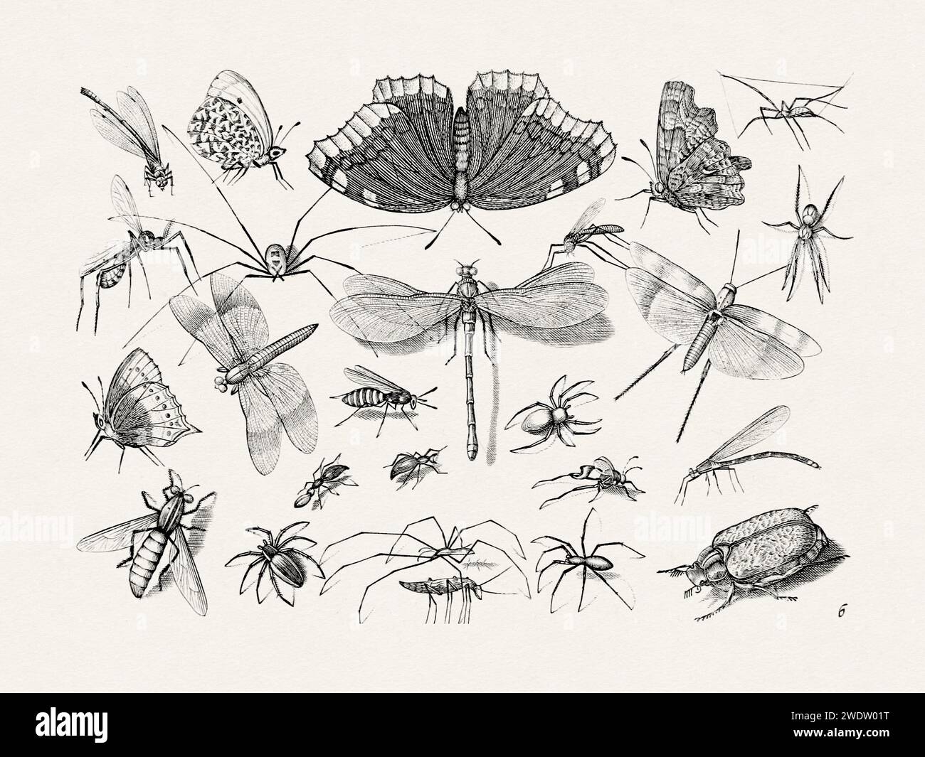 Antique Bugs Illustration: 17th-Century Insects by Jacob Hoefnagel ...