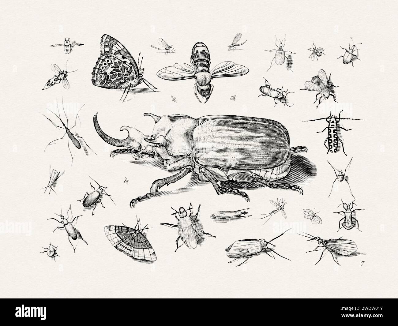 Antique Bugs Illustration: 17th-Century Insects by Jacob Hoefnagel ...