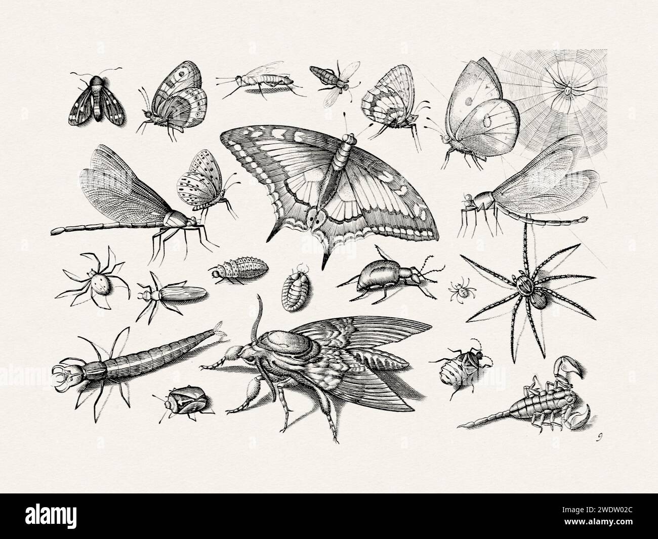 Antique Bugs Illustration: 17th-Century Insects by Jacob Hoefnagel ...