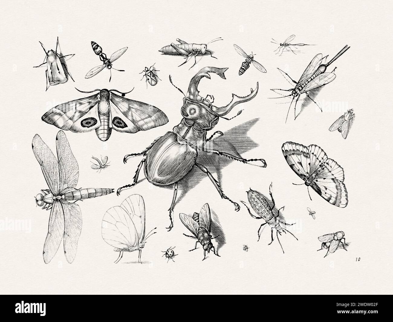 Antique Bugs Illustration: 17th-Century Insects by Jacob Hoefnagel ...