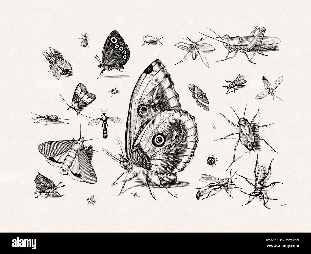Antique Bugs Illustration: 17th-Century Insects by Jacob Hoefnagel ...