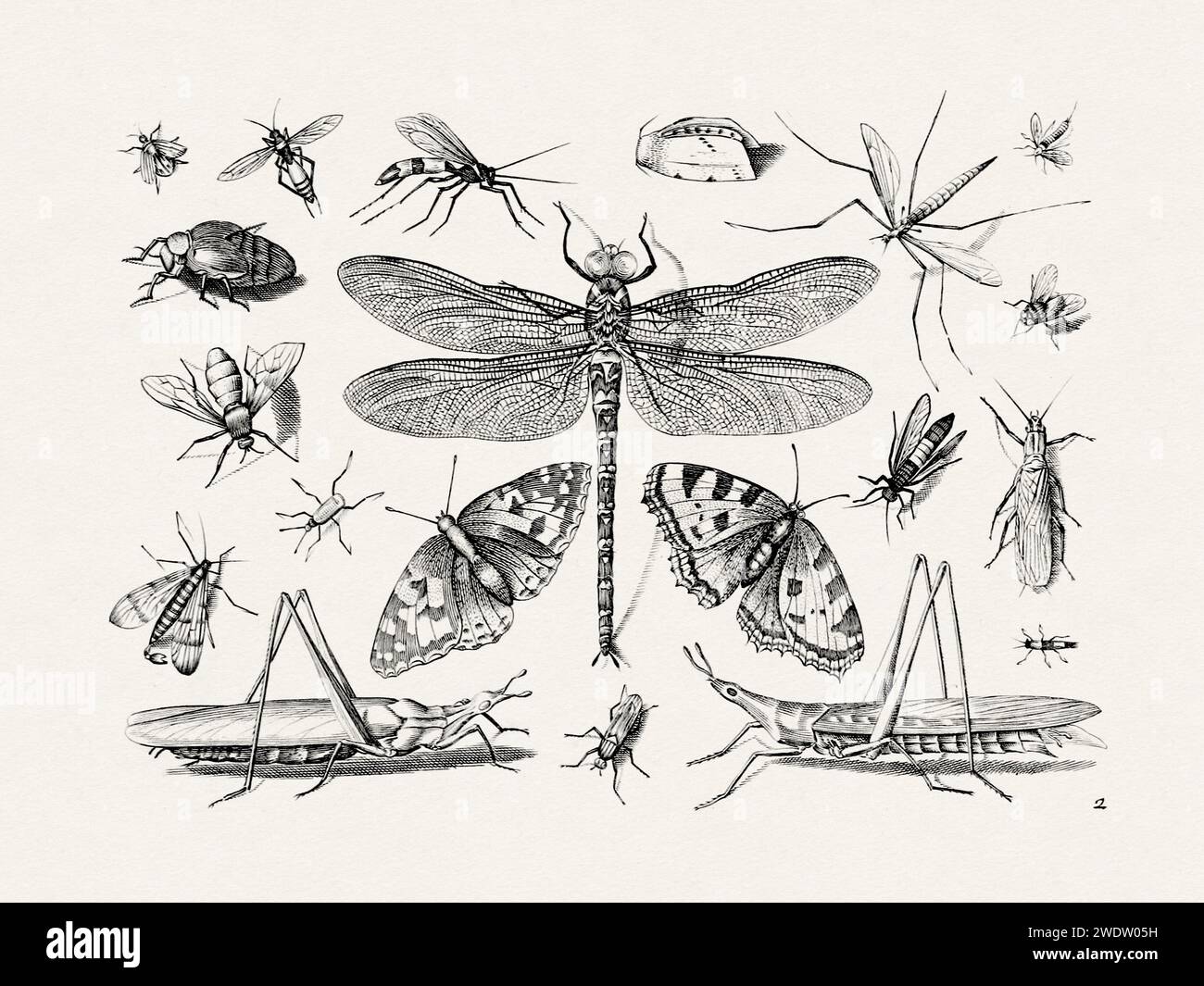 Antique Bugs Illustration: 17th-Century Insects by Jacob Hoefnagel ...