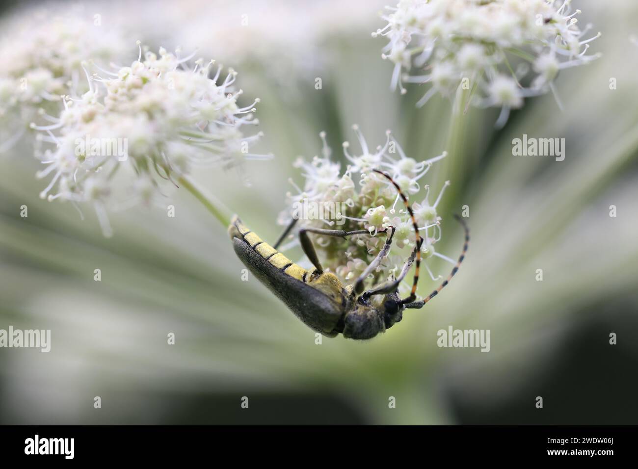Longhorn beetle or longicorn, Anoplodera virens, feeding on Wild ...