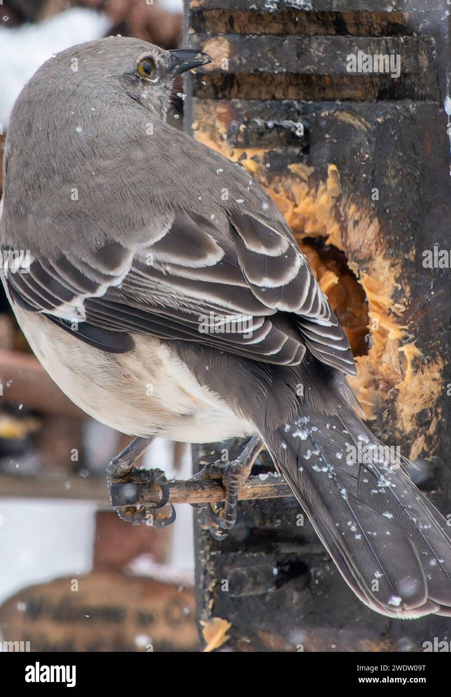 A Northern Mockingbird on the bird feeder Stock Photo - Alamy