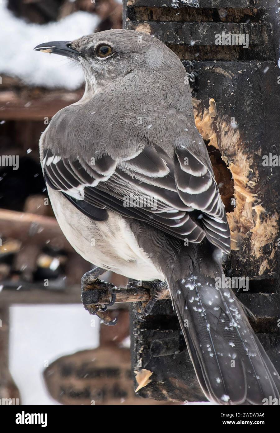 Peanur butter bird feeder hi-res stock photography and images - Alamy