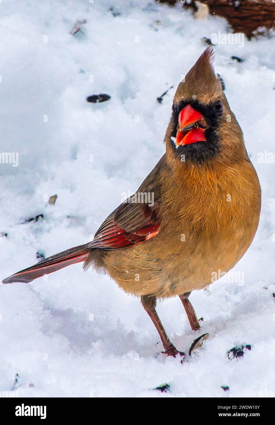 Cardinal bird on snowy hi-res stock photography and images - Alamy
