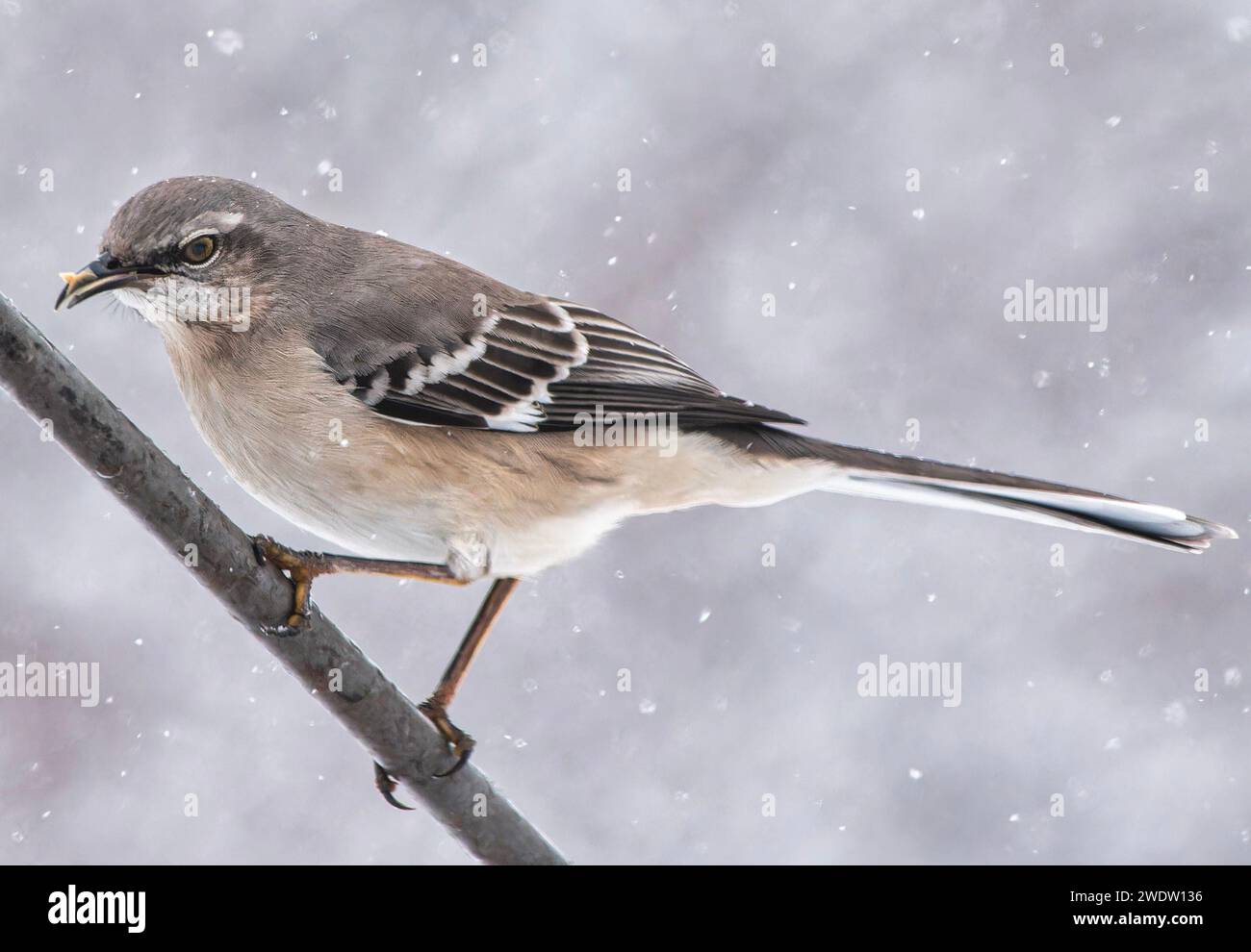 A Northern Mockingbird on the bird feeder Stock Photo - Alamy