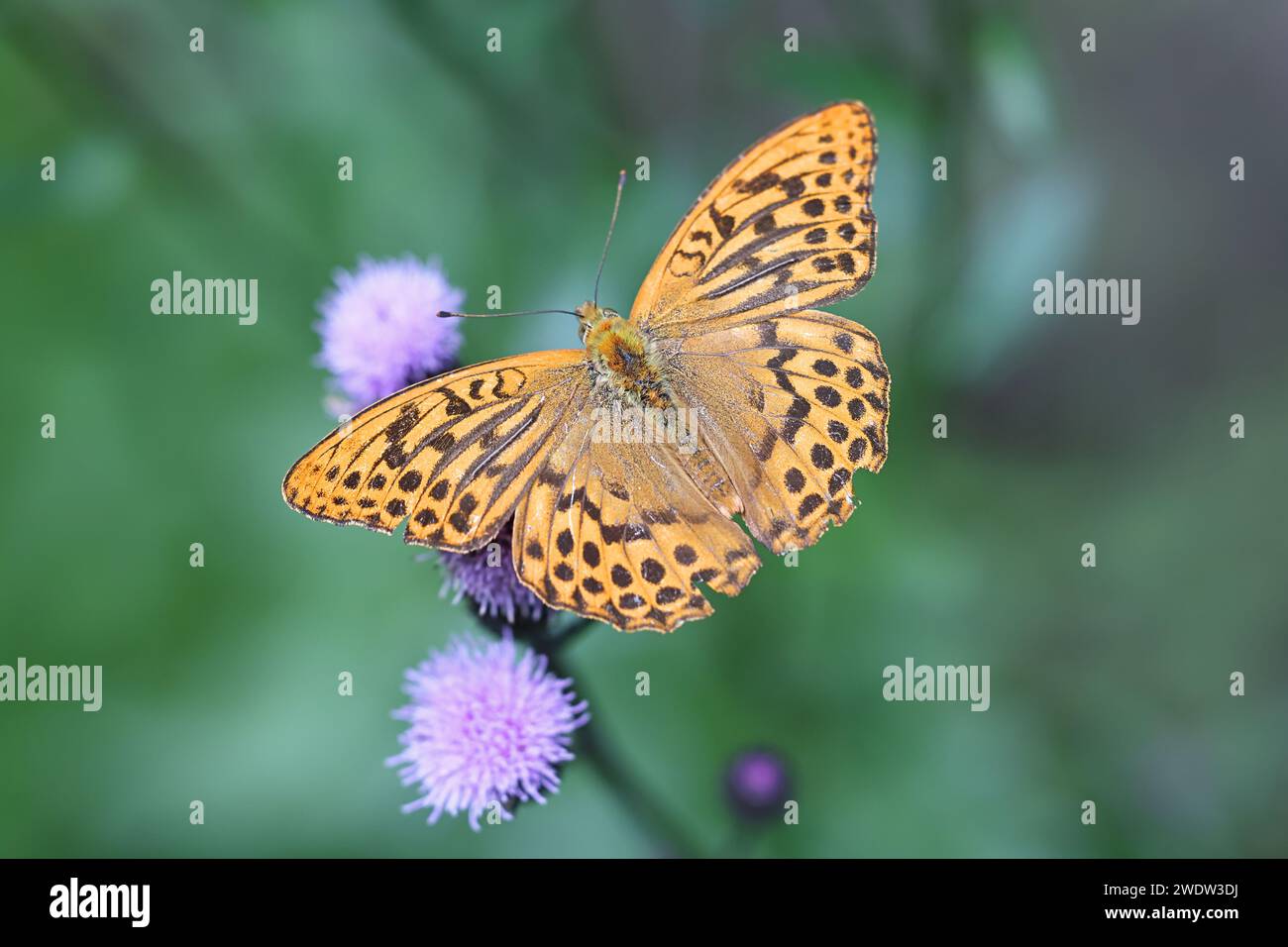 Argynnis paphia, known as Silver-washed fritillary, feeding on Creeping ...