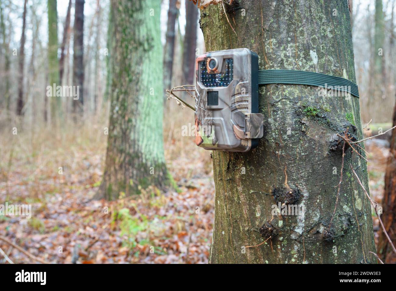 A camera trap hanging on a tree, equipment for observing wild animals ...