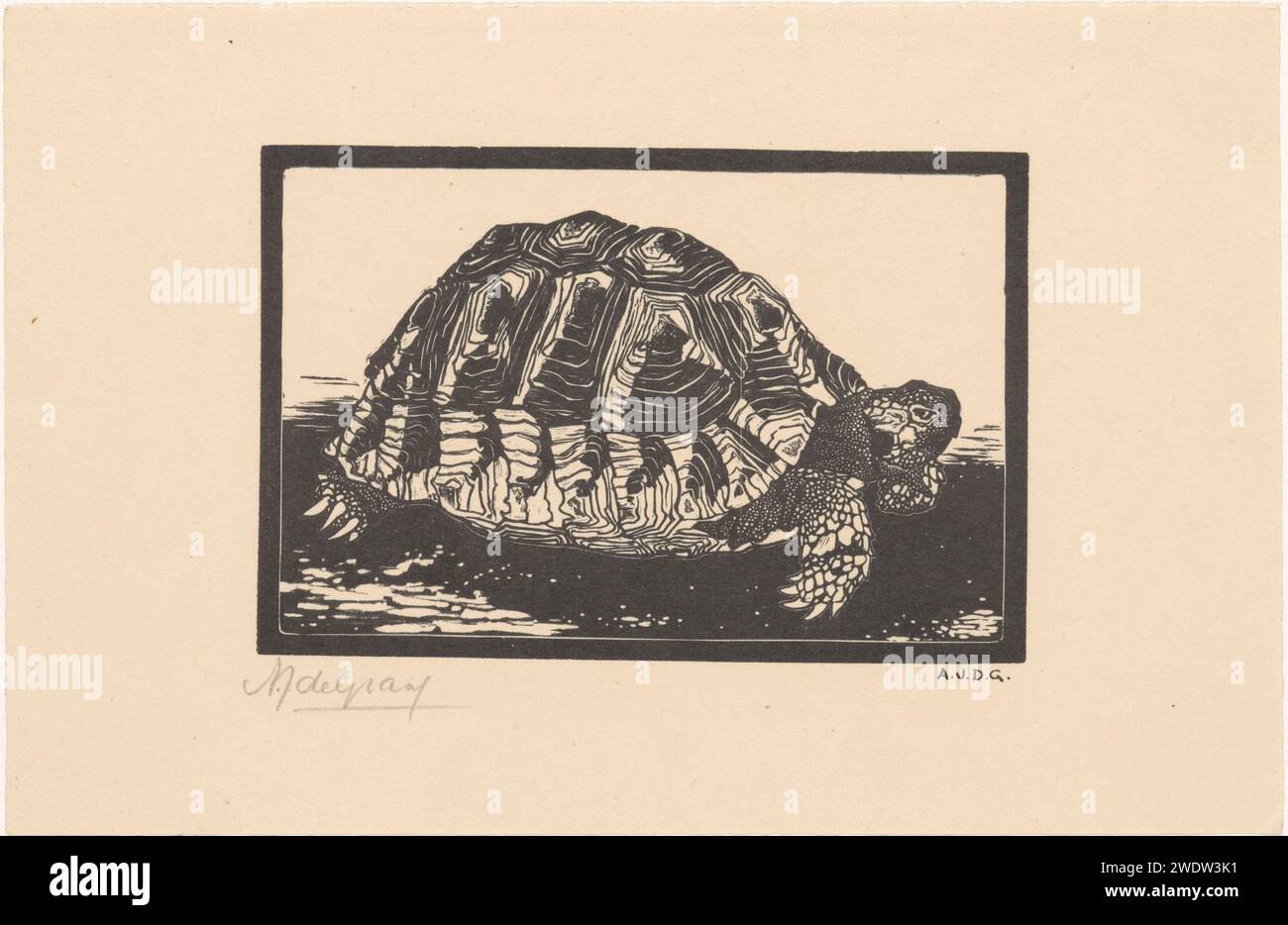 Turtles natural form hi-res stock photography and images - Alamy