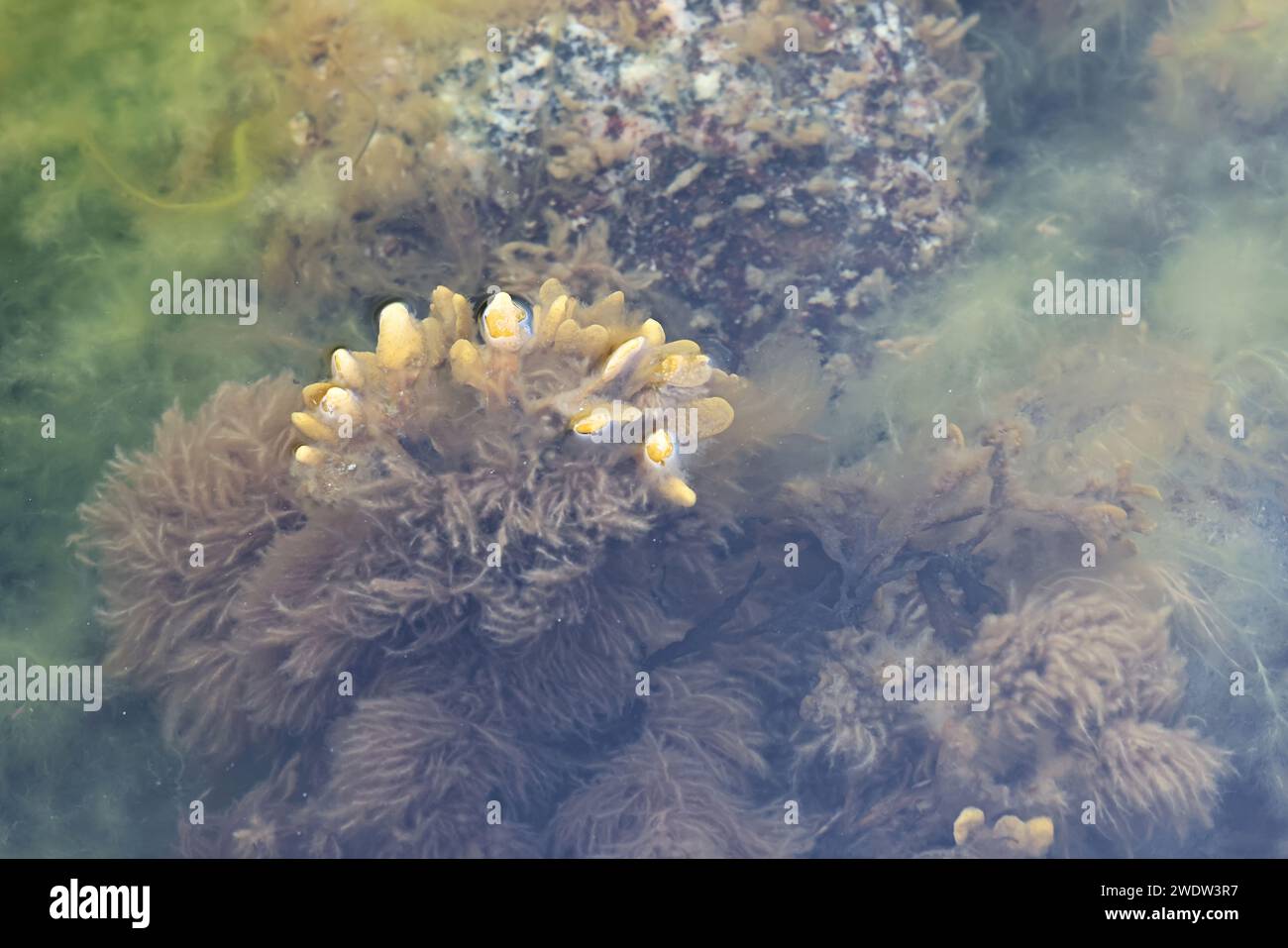 Brown algae called Pylaiella littoralis growing on Fucus vesiculosus ...