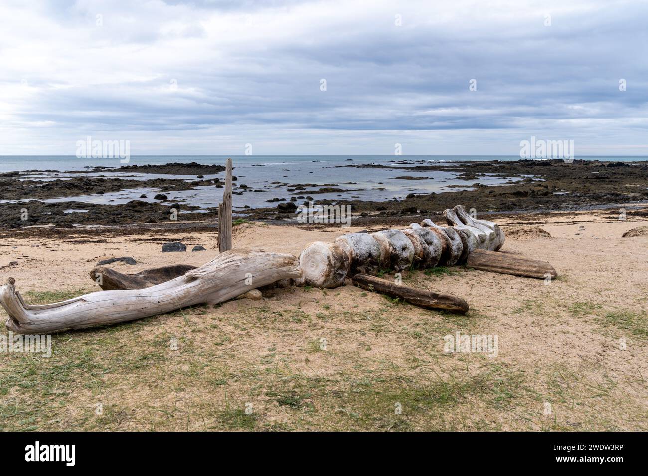 Whale backbone vertebrae in Ytri Tunga beach, Iceland Stock Photo - Alamy
