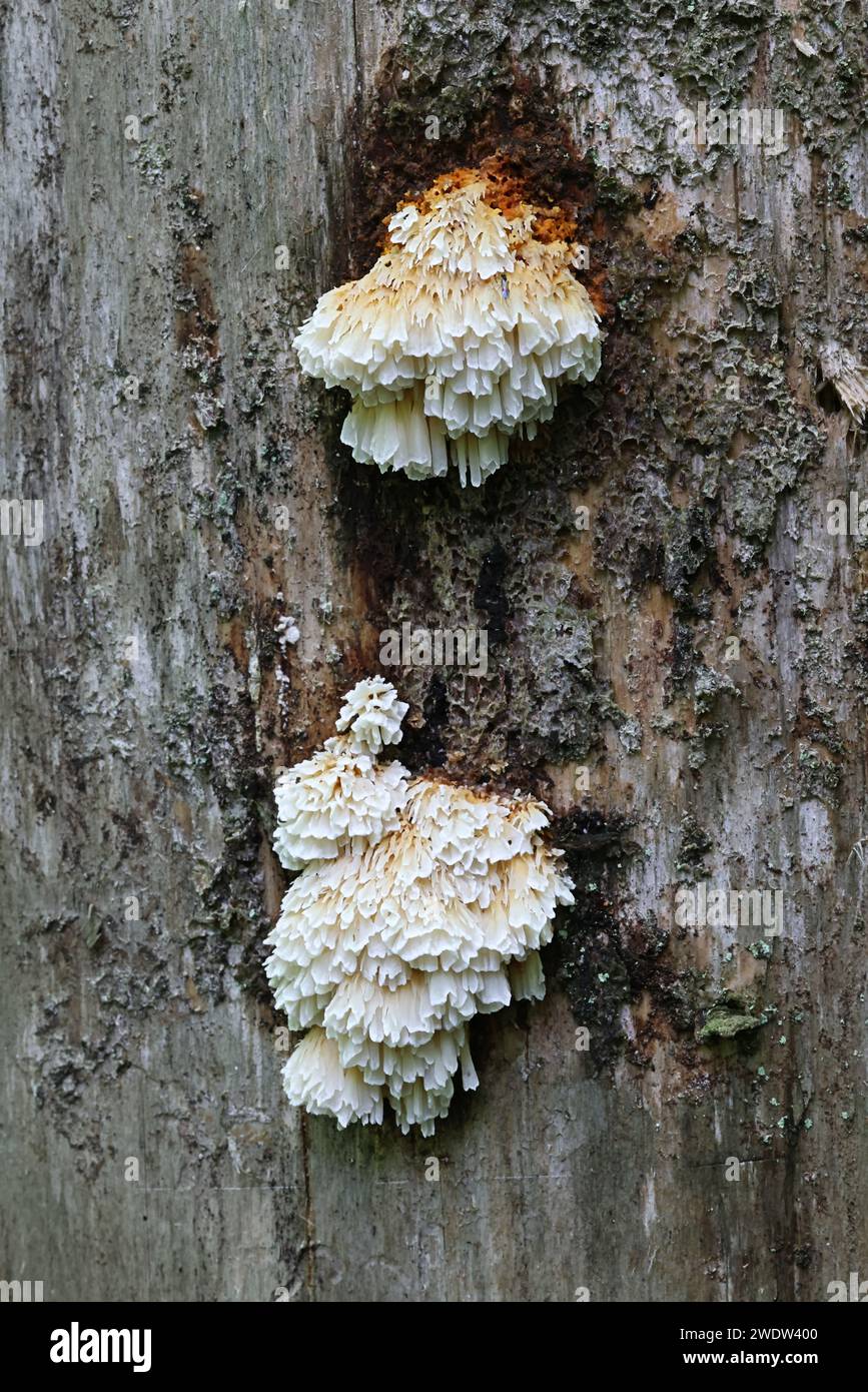 Sponge fungi hi-res stock photography and images - Alamy