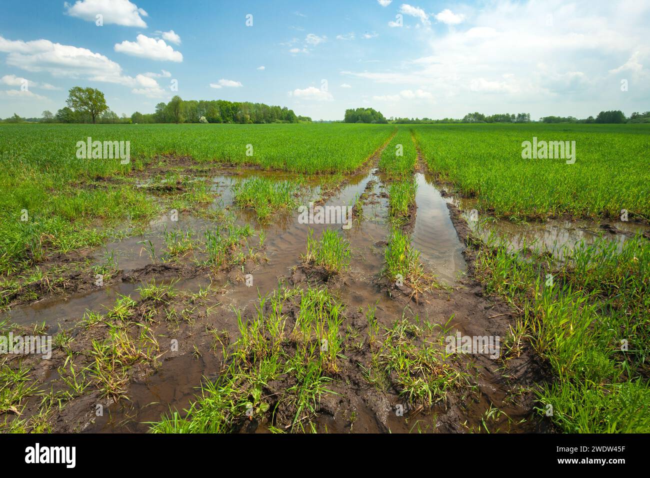 Green farmland flooded with water, spring day Stock Photo - Alamy
