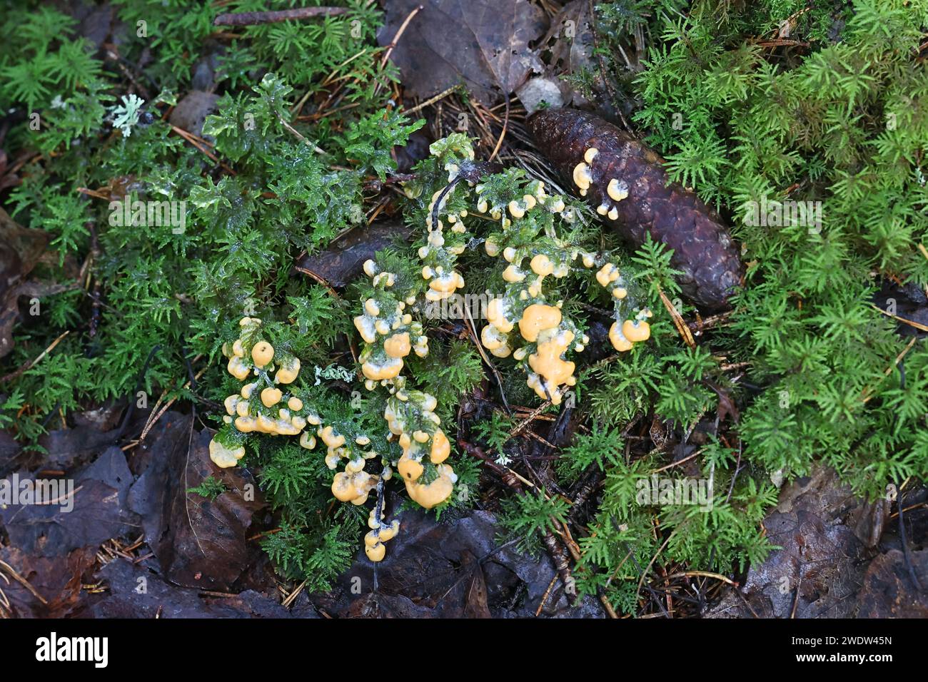 Plasmodial slime molds hi-res stock photography and images - Alamy