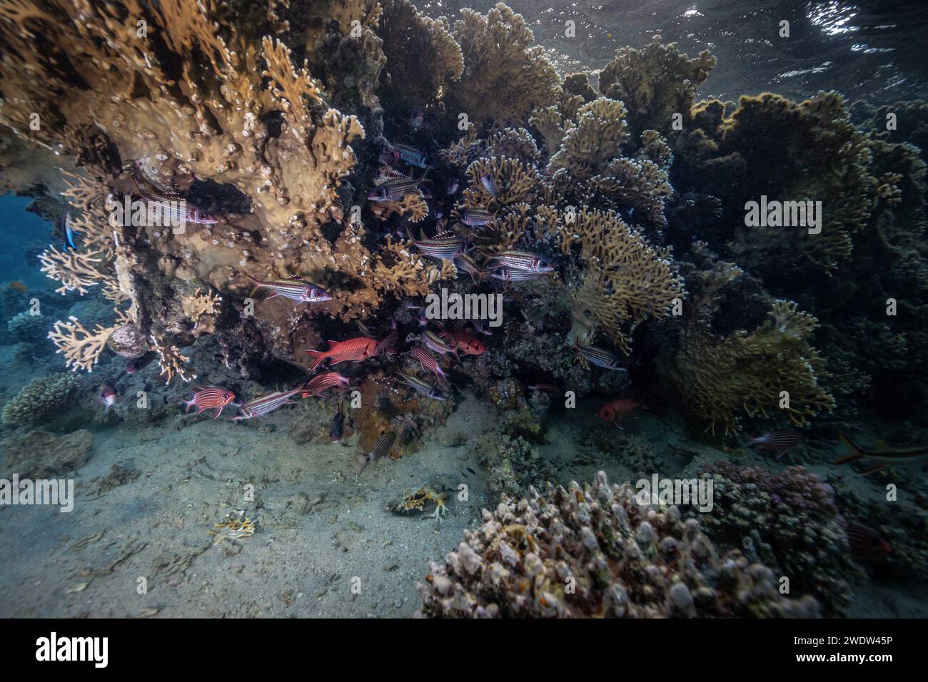 Underwater photography of coral and marine life Stock Photo - Alamy