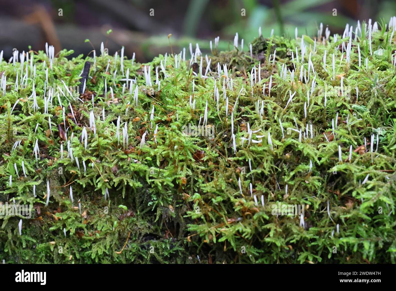 Eocronartium muscicola, moss rust, a fungus growing as parasite on moss ...